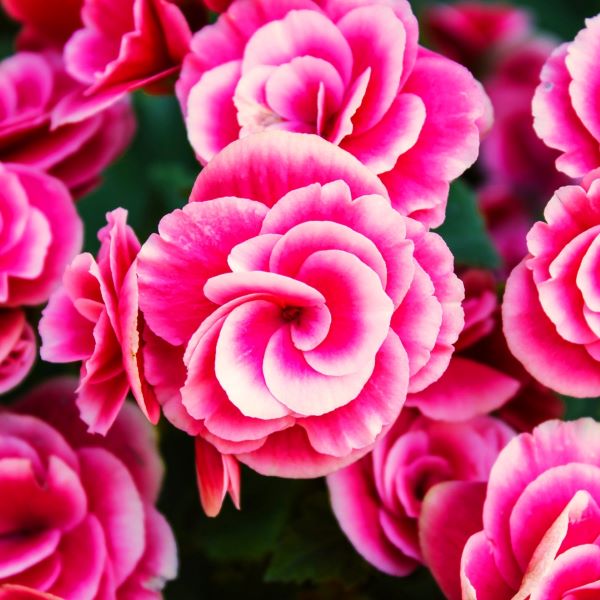 Begonia x tuberhybrida 'Camelia'