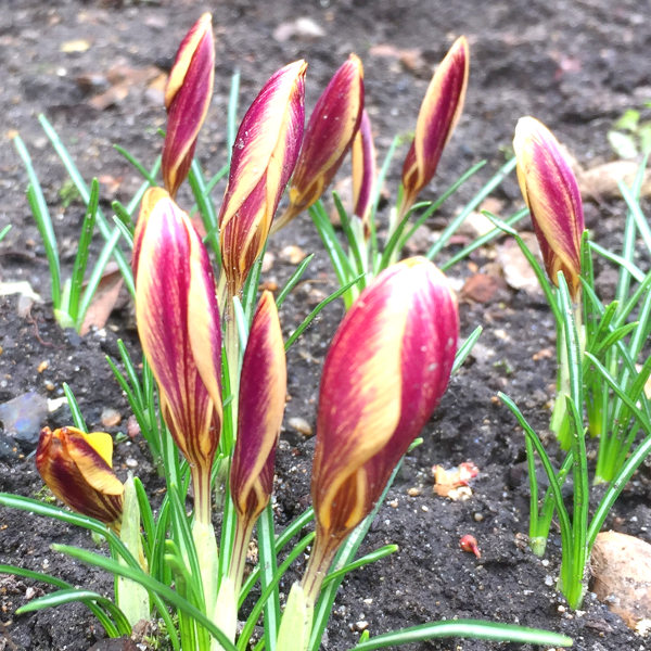 Crocus angustifolius