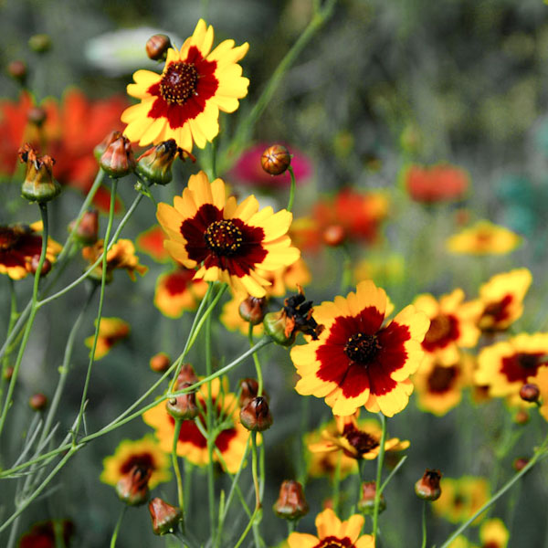 Coreopsis hybrida 'Incredible Dwarf Mix'