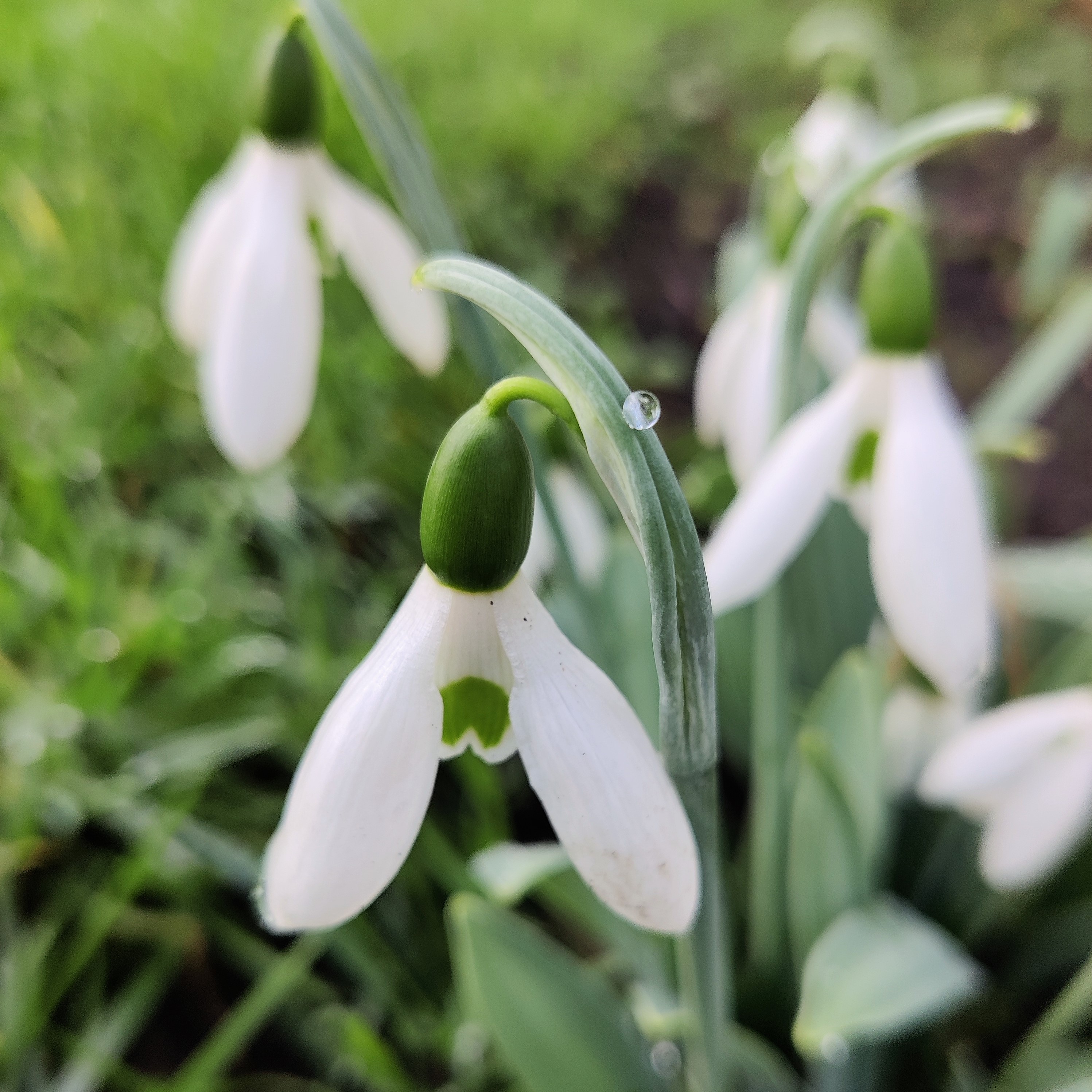 Galanthus woronowii