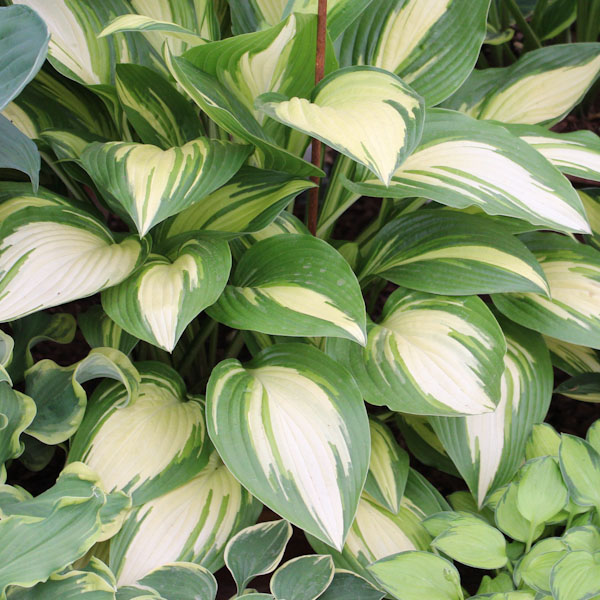 Hosta 'Vulcan'