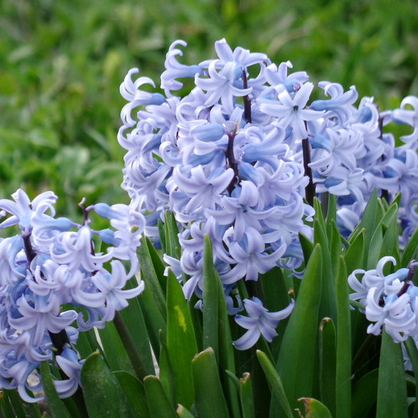 Hyacinthus orientalis 'Delft Blue'