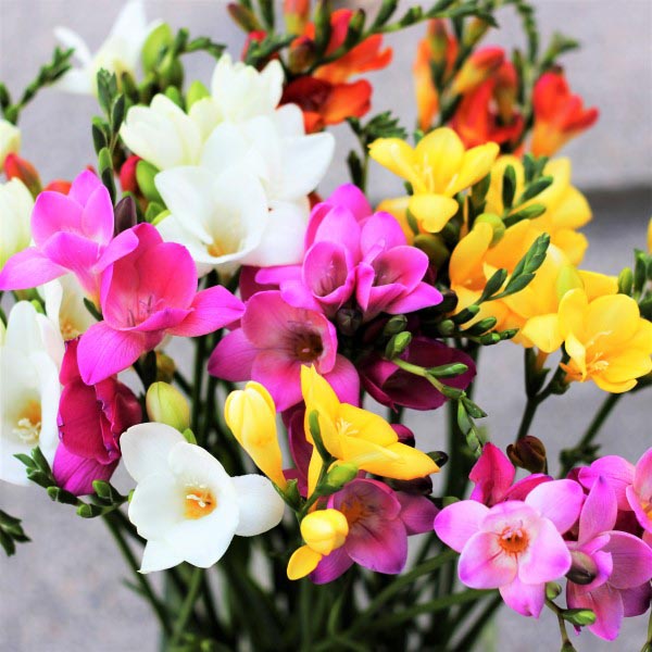 Freesia 'Mix'