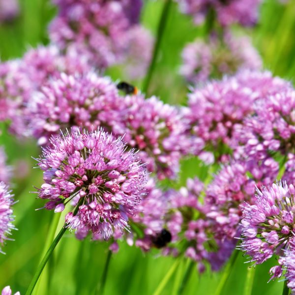 Allium Sensation Mix