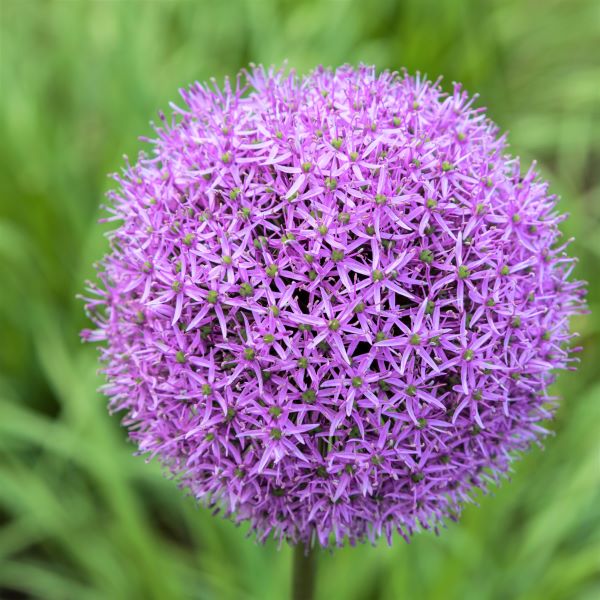 Allium Sensation Mix