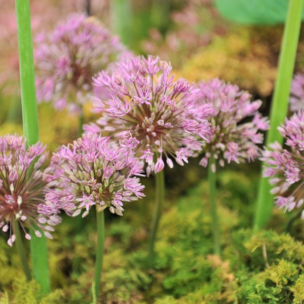 Allium 'Little Dean'