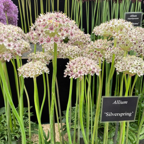 Allium 'Silverspring'®