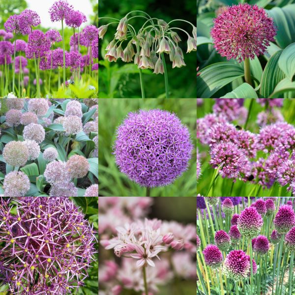 Allium Sensation Mix