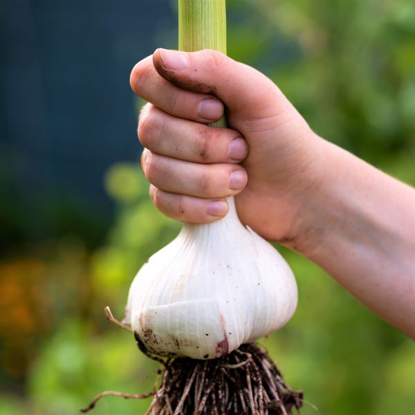 Elephant Garlic