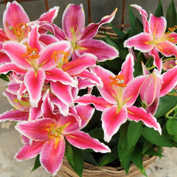 Lilium 'Star Gazer'