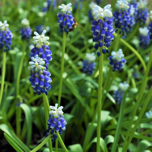Muscari armeniacum ' Touch of Snow'