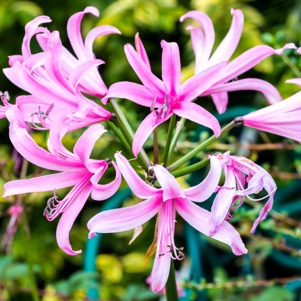 Nerine Favourites