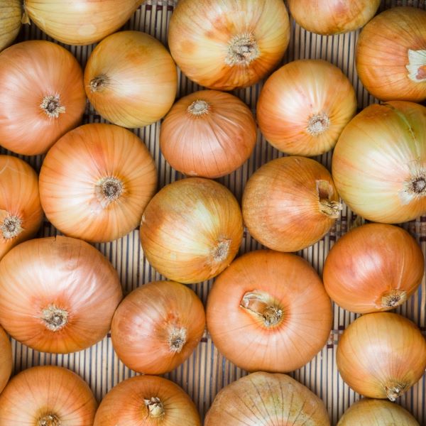 Onion Stuttgart Sets