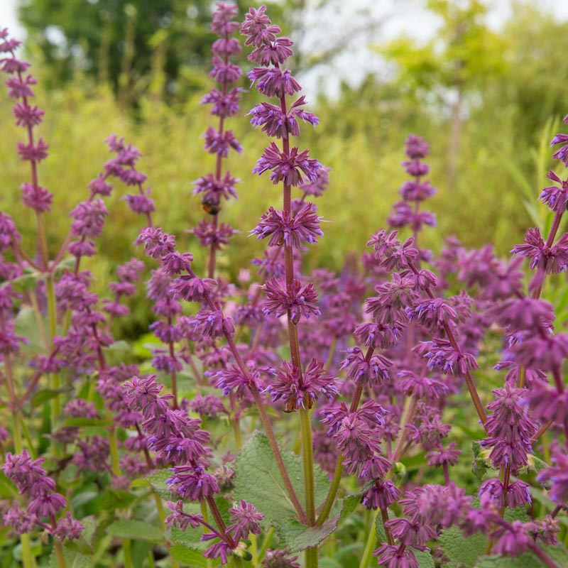 Salvia verticillata 'Purple Rain'