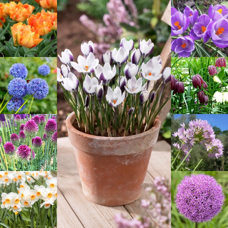 Last Minute Spring