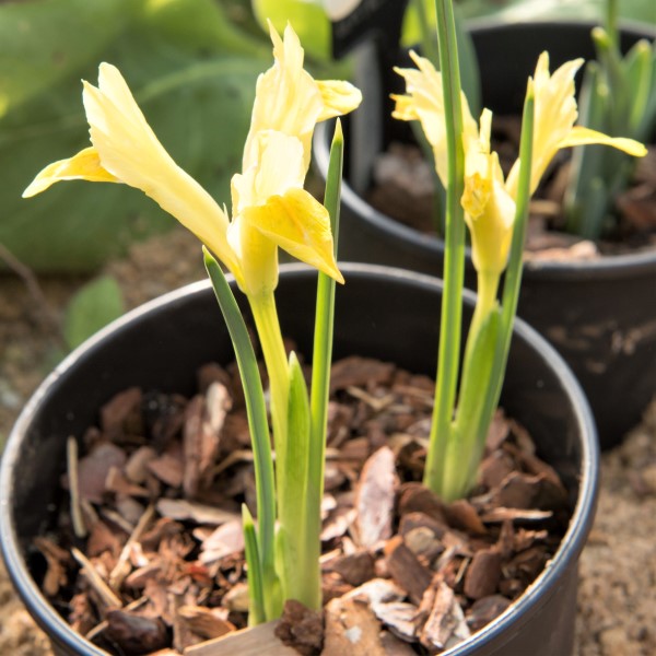 Iris reticulata 'Katharines Gold'