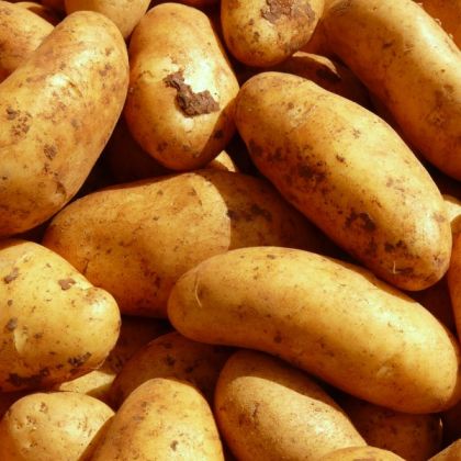 Potato 'Charlotte'