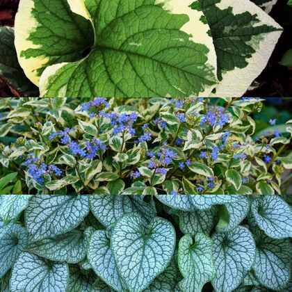 Brunnera Shade Garden Mix