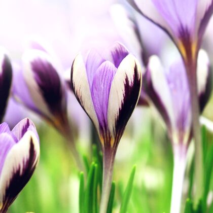 Crocus minimus 'Spring Beauty'