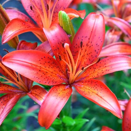 Lilium 'Matrix'